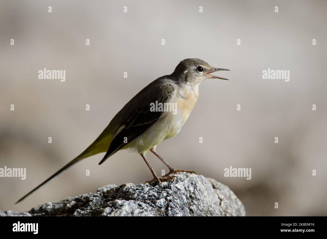 Grey wagtail Motacilla cinerea canariensis calling. El Toscon. The ...
