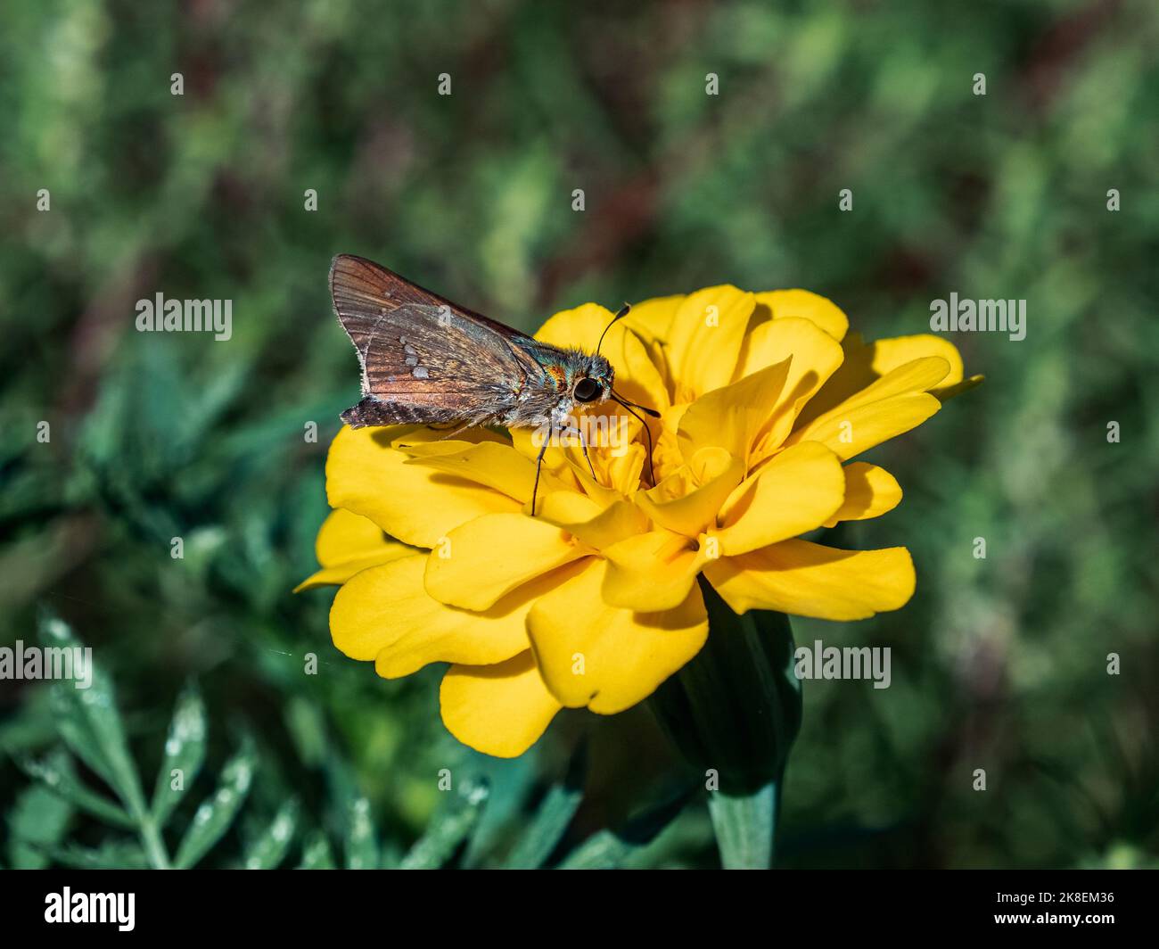 Common Straight Swift butterfly, Parnara guttata, drinks nectar from a ...