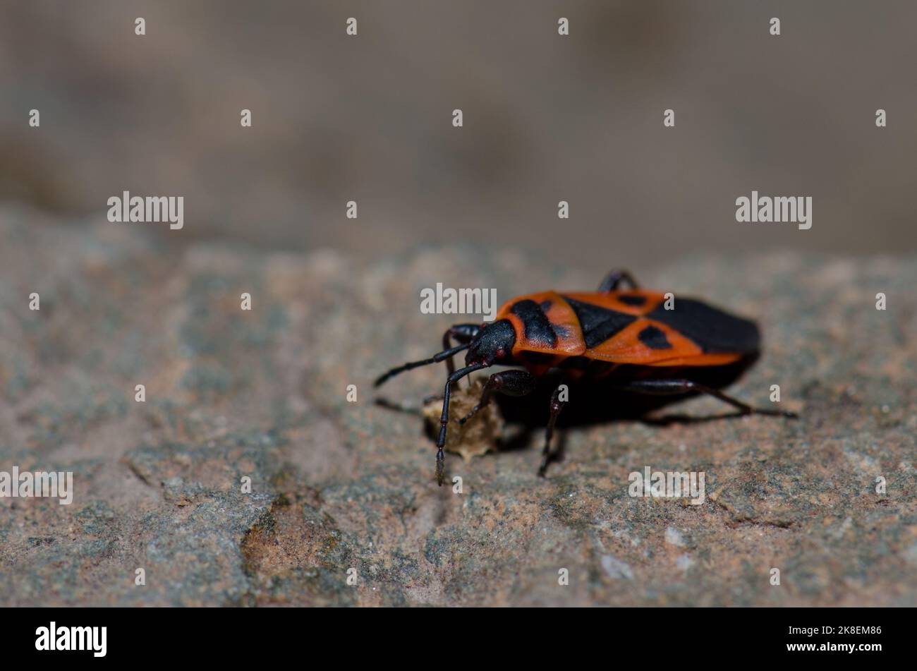 Mediterranean red bug Scantius aegyptius feeding. El Toscon. The Nublo ...