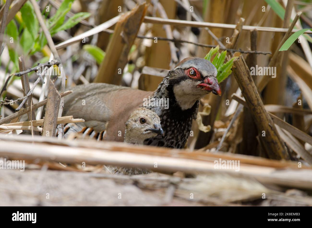 Chick and adult of red-legged partridge Alectoris rufa. Integral ...