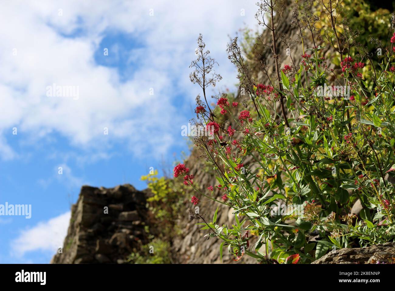 Wild flowers growing in the ancient stone walls of Richmond Castle ...