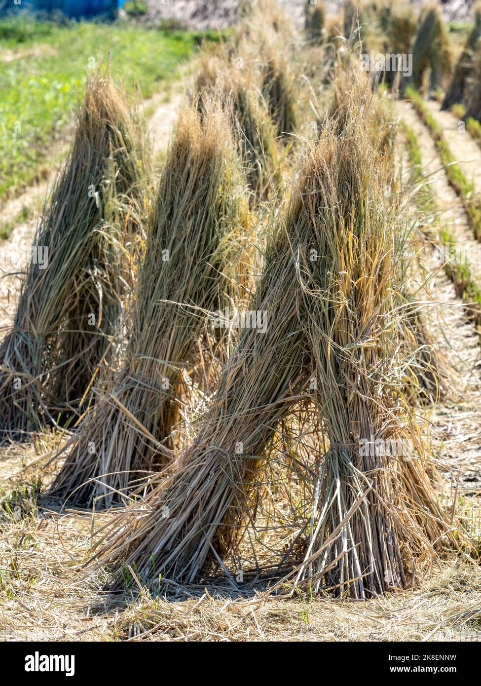 Piled bundles of rice stalks in a newly harvested field near Yokohama ...