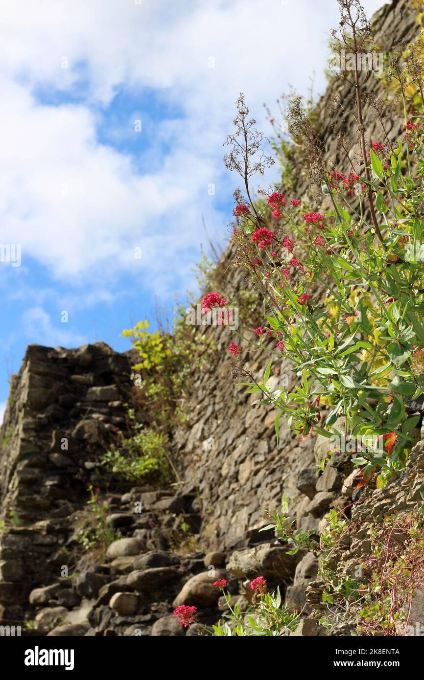 Wild flowers growing in the ancient stone walls of Richmond Castle ...