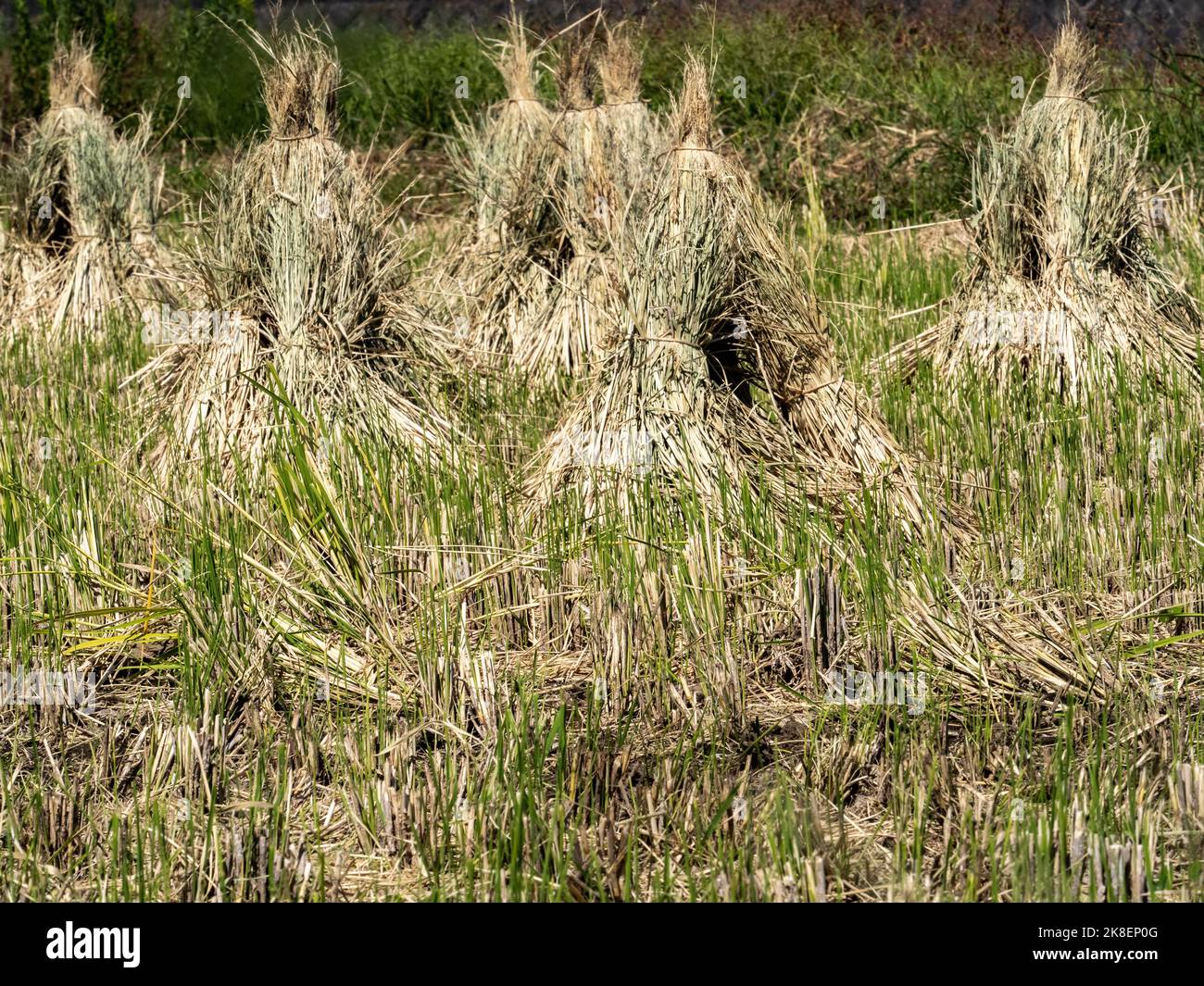 Bundles rice straw in hi-res stock photography and images - Alamy
