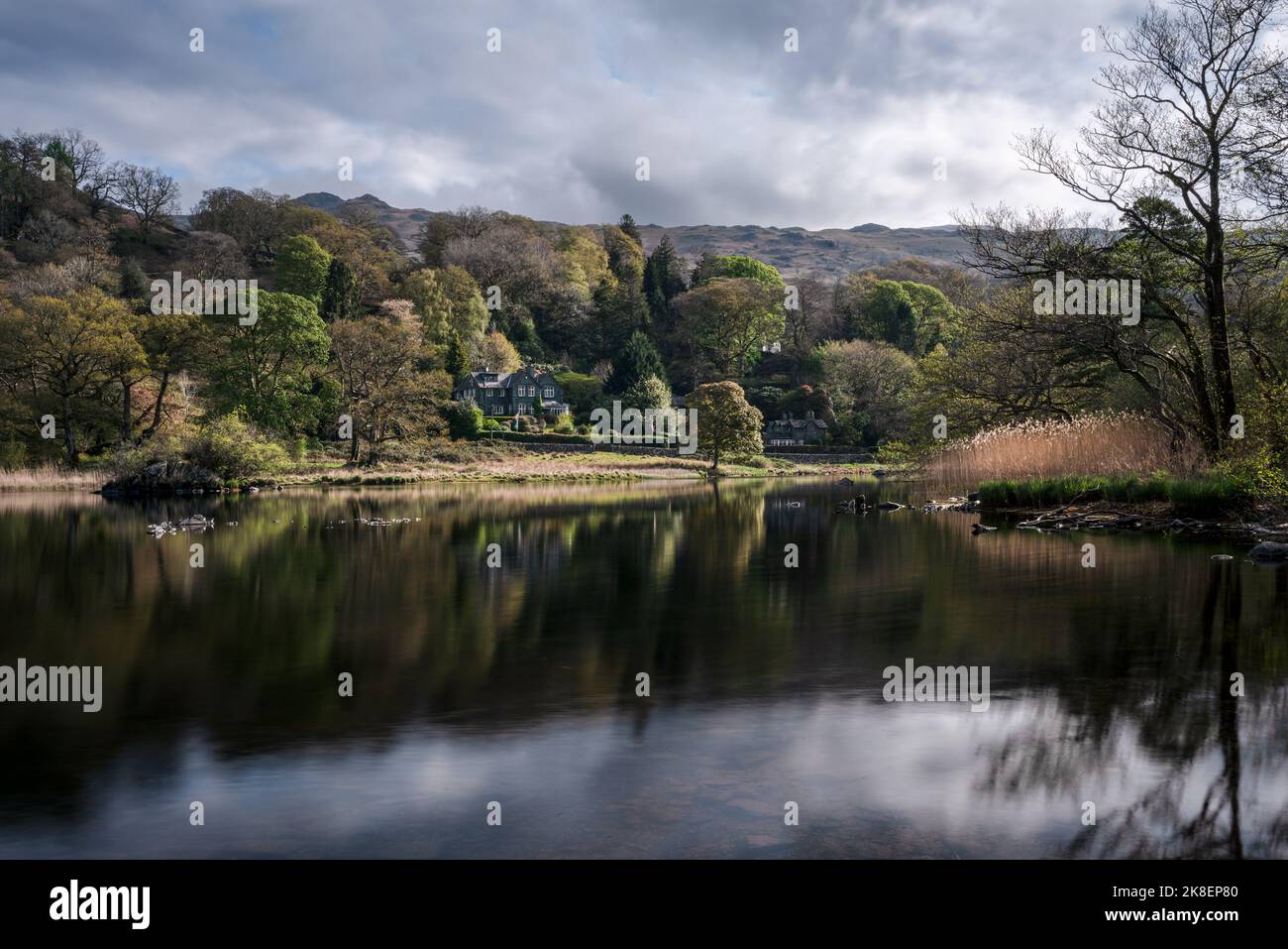 Trees reflected in Rydal Water, English Lake District on a calm summer ...