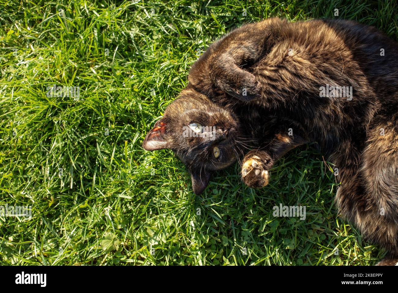 Cat relaxing on her back on the gren lawn.Sunny autumn day. High ...