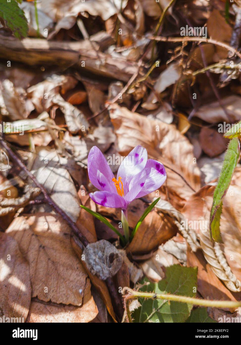 Wild purple crocuses blooming in their natural environment. Crocus ...