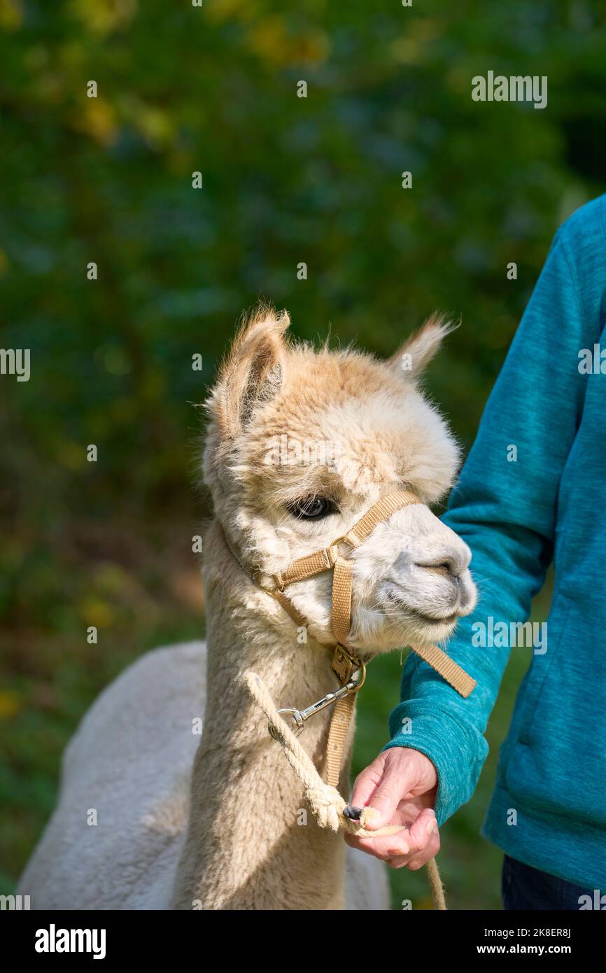 A Ray Of Sunlight Meets Female Hand Led Beige Alpaca On Forest Path. In ...