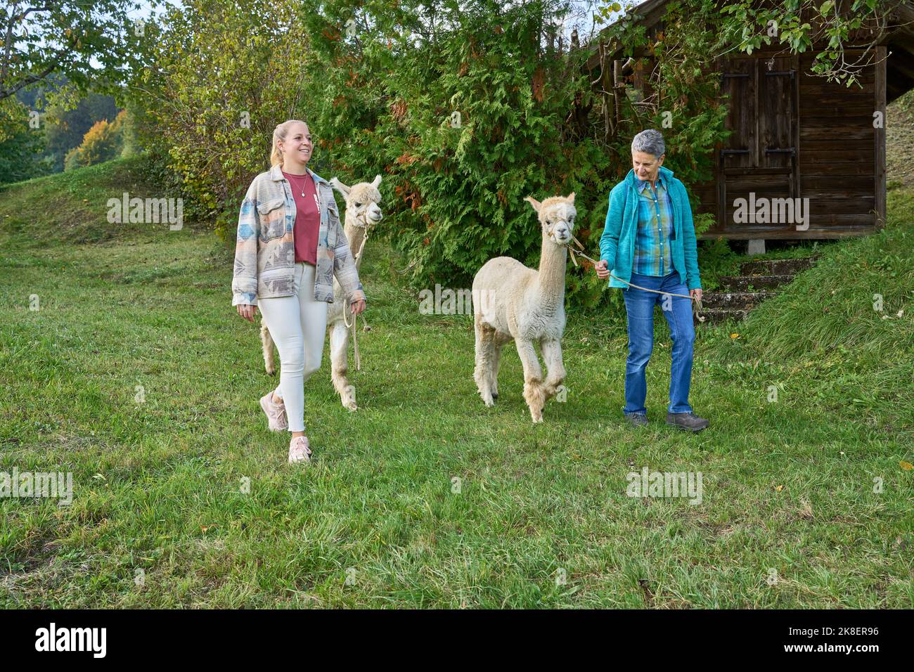 2 Two Women Lead 2 Two Beige Alpacas For A Walk On A Sunny Autumn Day ...