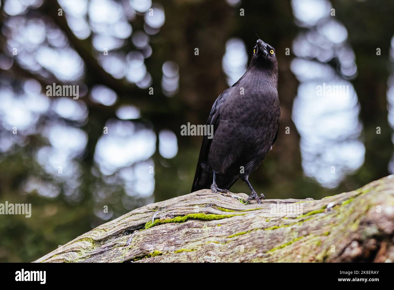 Currawong portrait hi-res stock photography and images - Alamy