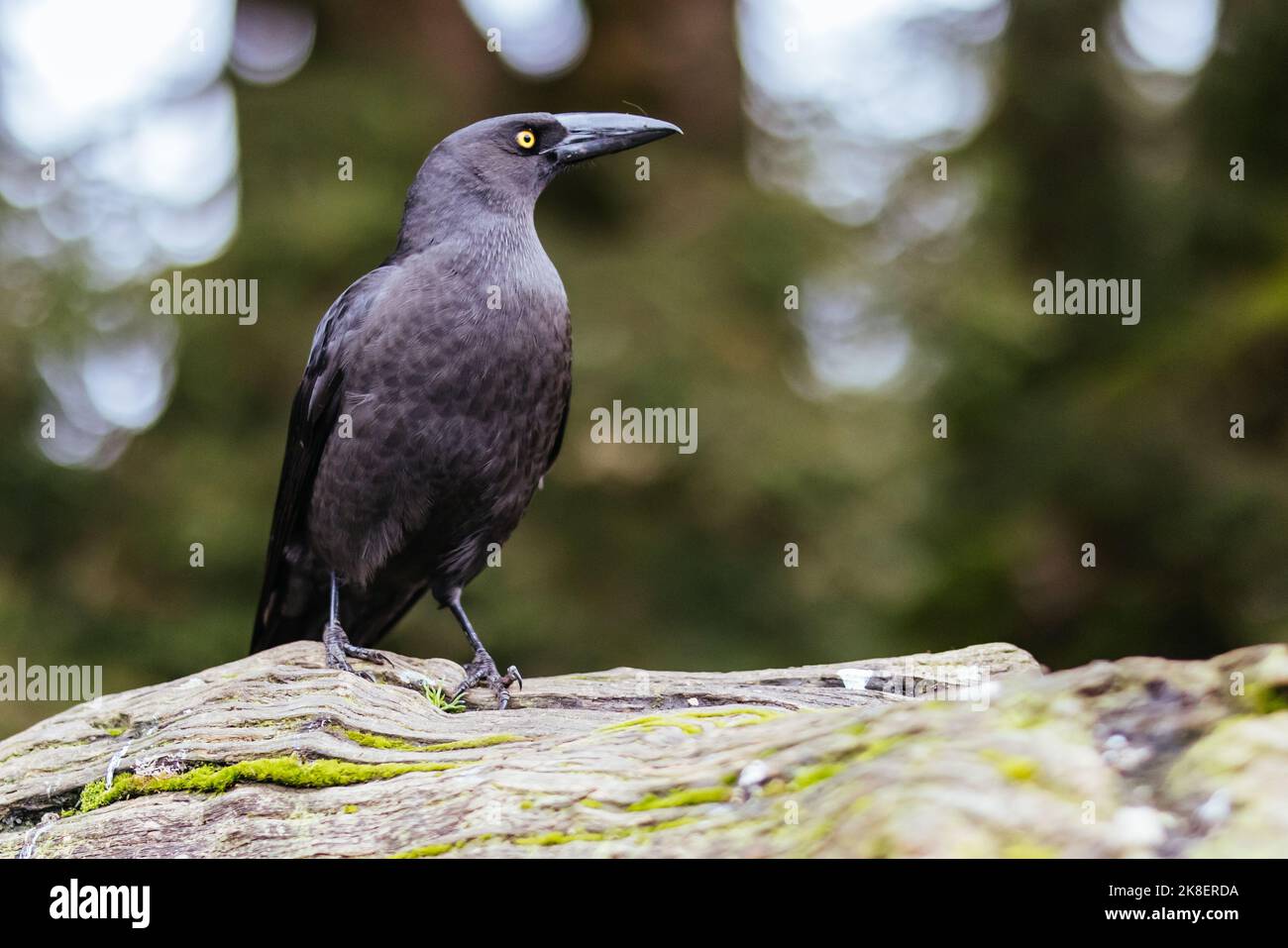 Currawong portrait hi-res stock photography and images - Alamy