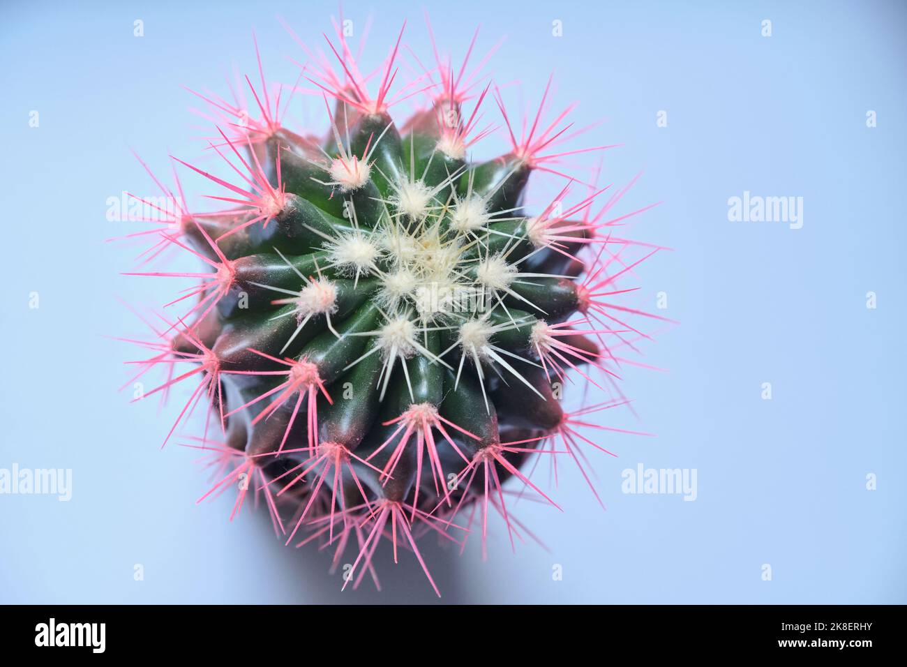 Small decorative cactus with pink needles. Horizontal photo of a cactus ...