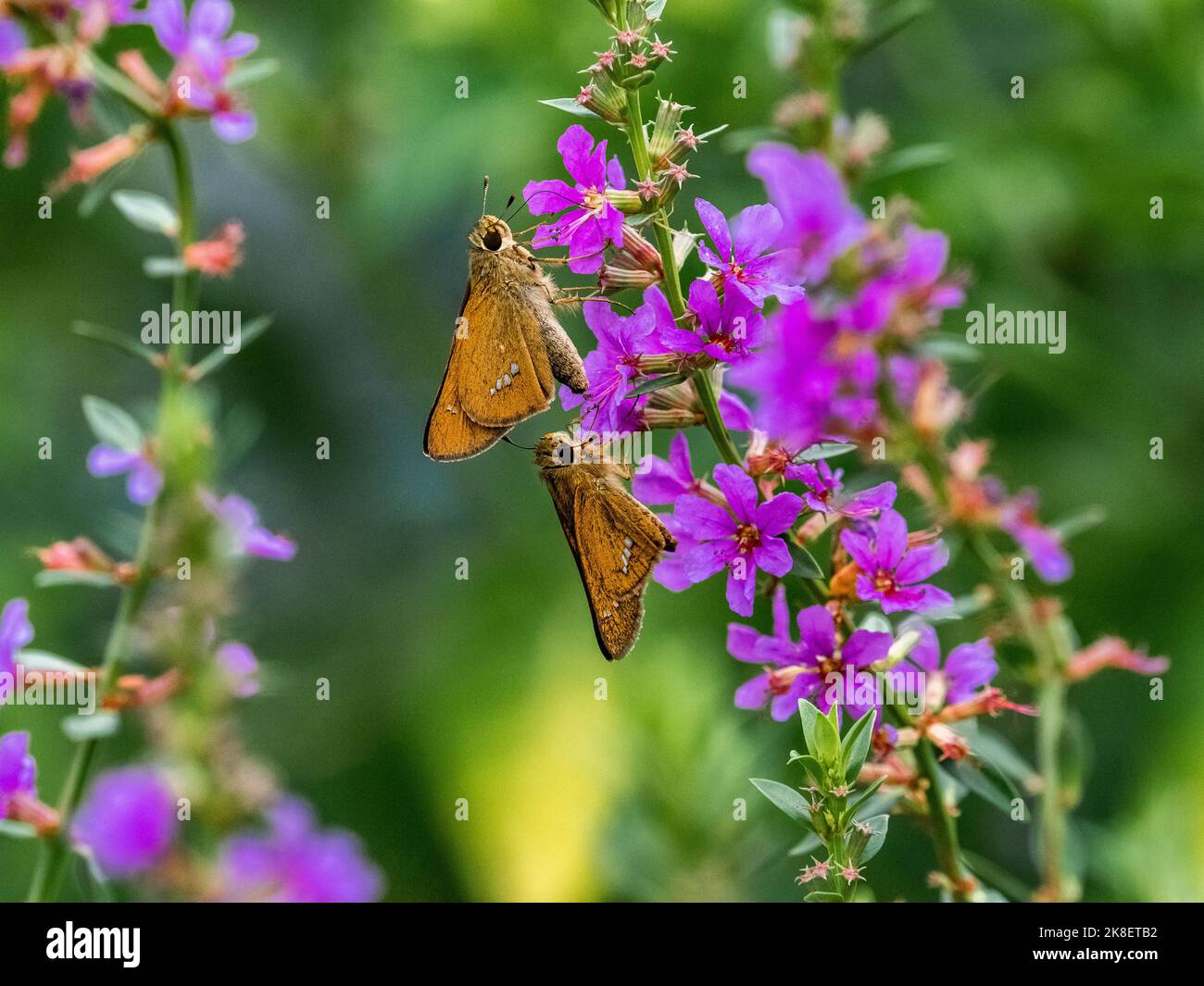 A pair of common Straight Swift butterfly, Parnara guttata, on small ...