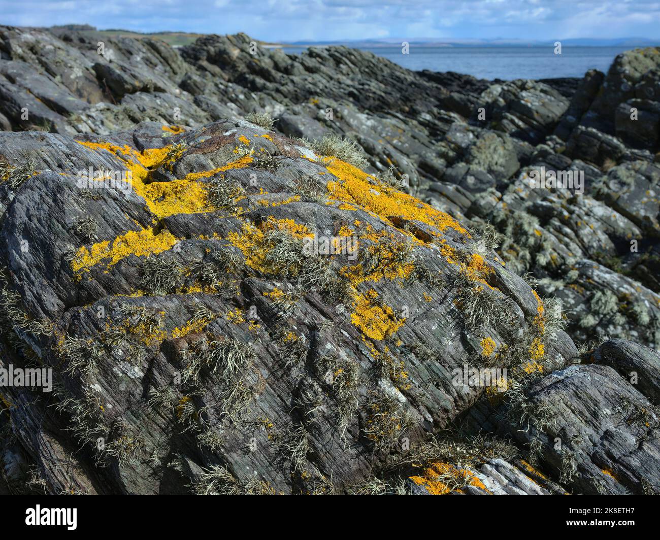 Unidentified lichen and seaweed growing on rock formations on the ...