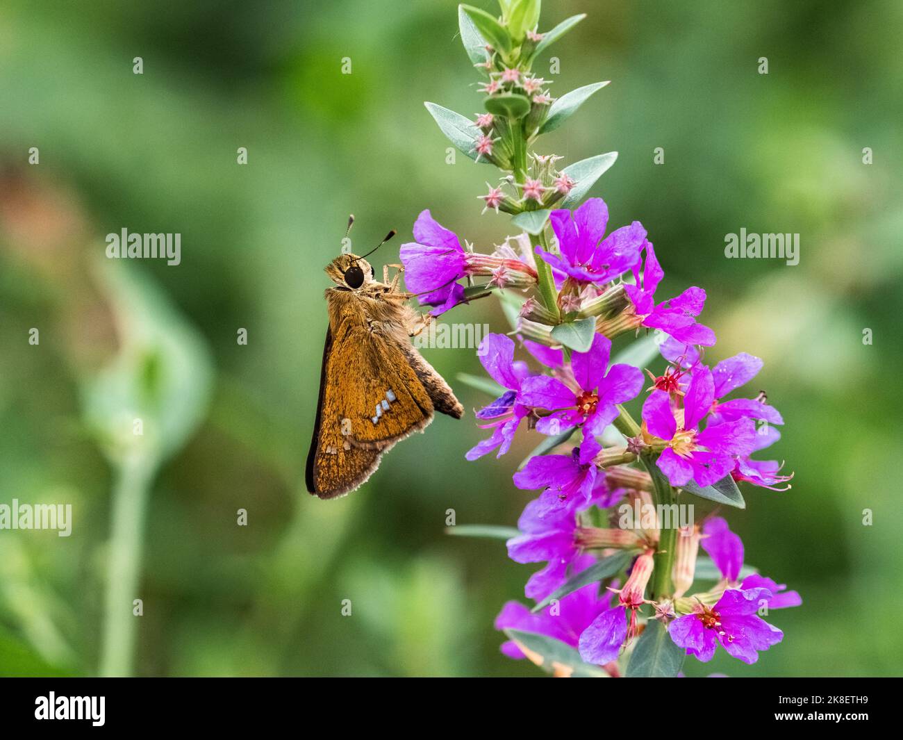 Common Straight Swift butterfly, Parnara guttata, on small purple ...