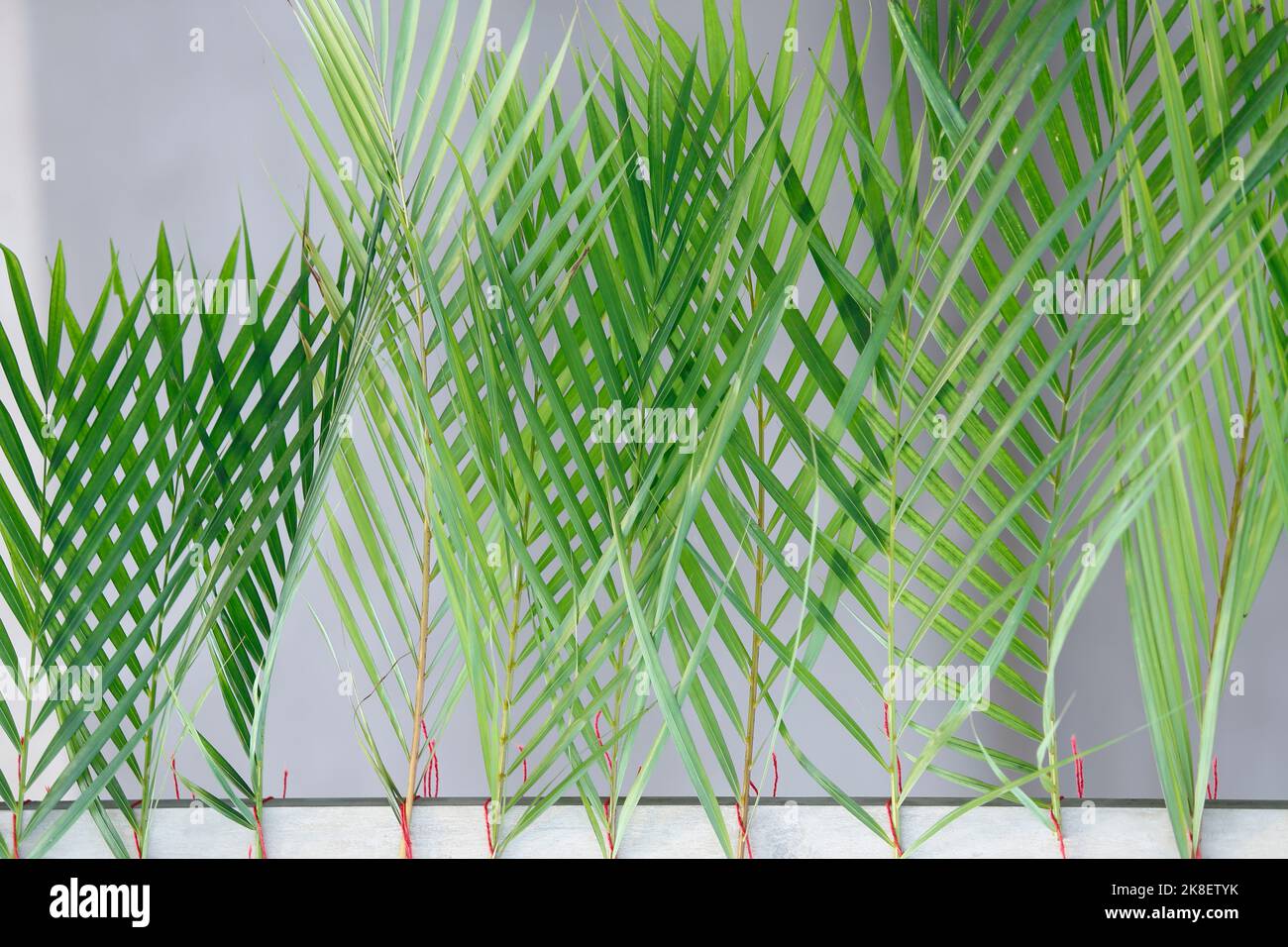 Holy Week. Traditional Catholic celebration Palm Sunday. Christian ...