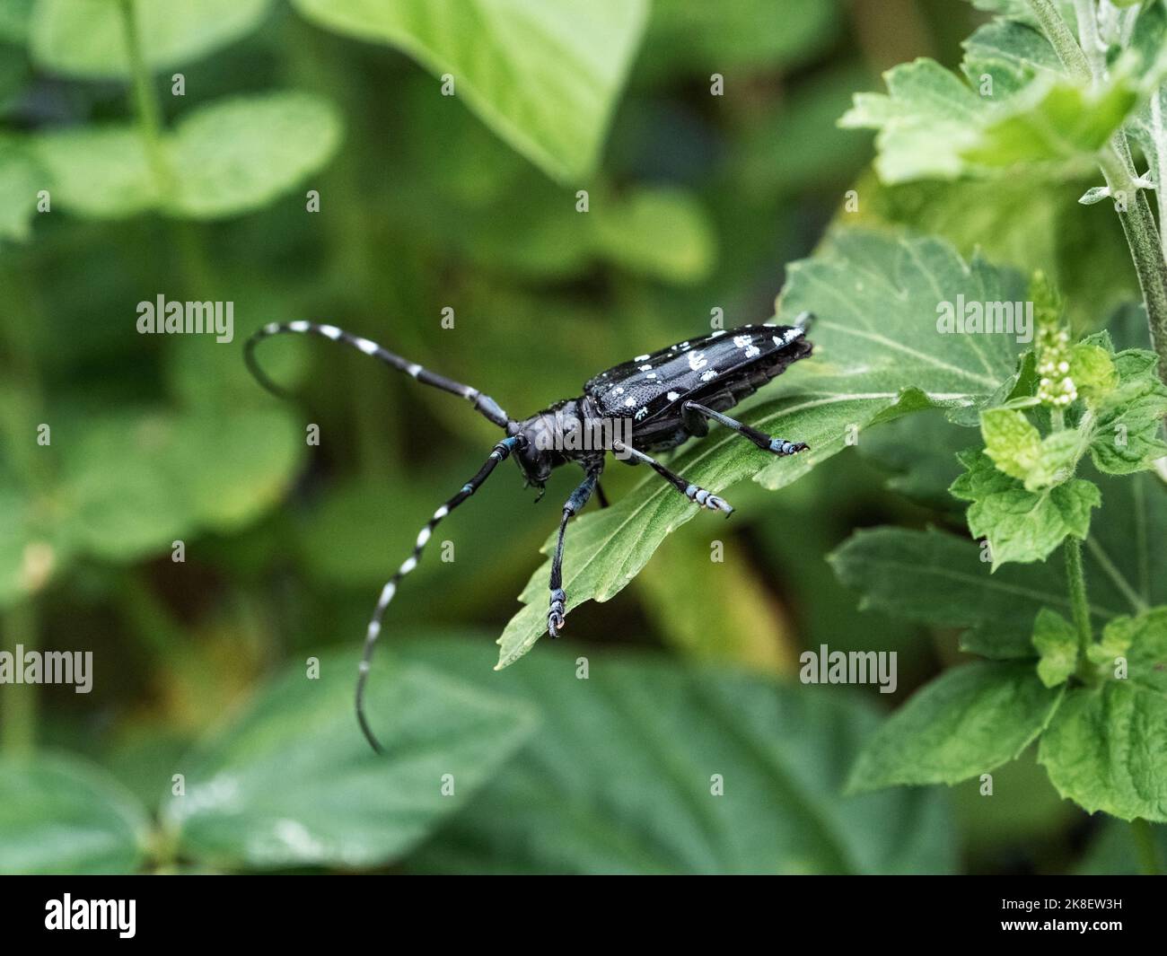 A citrus longhorn beetle, Anoplophora chinensis, with its long antenna ...