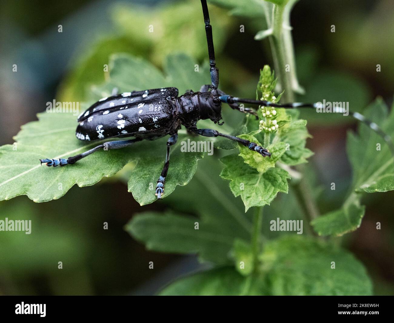 A citrus longhorn beetle, Anoplophora chinensis, with its long antenna ...