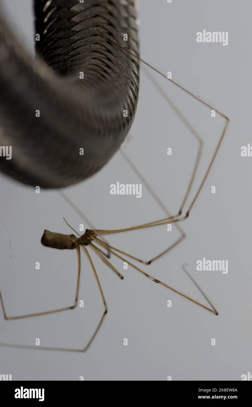 Daddy long-legs spider Pholcus phalangioides. Cruz de Pajonales ...