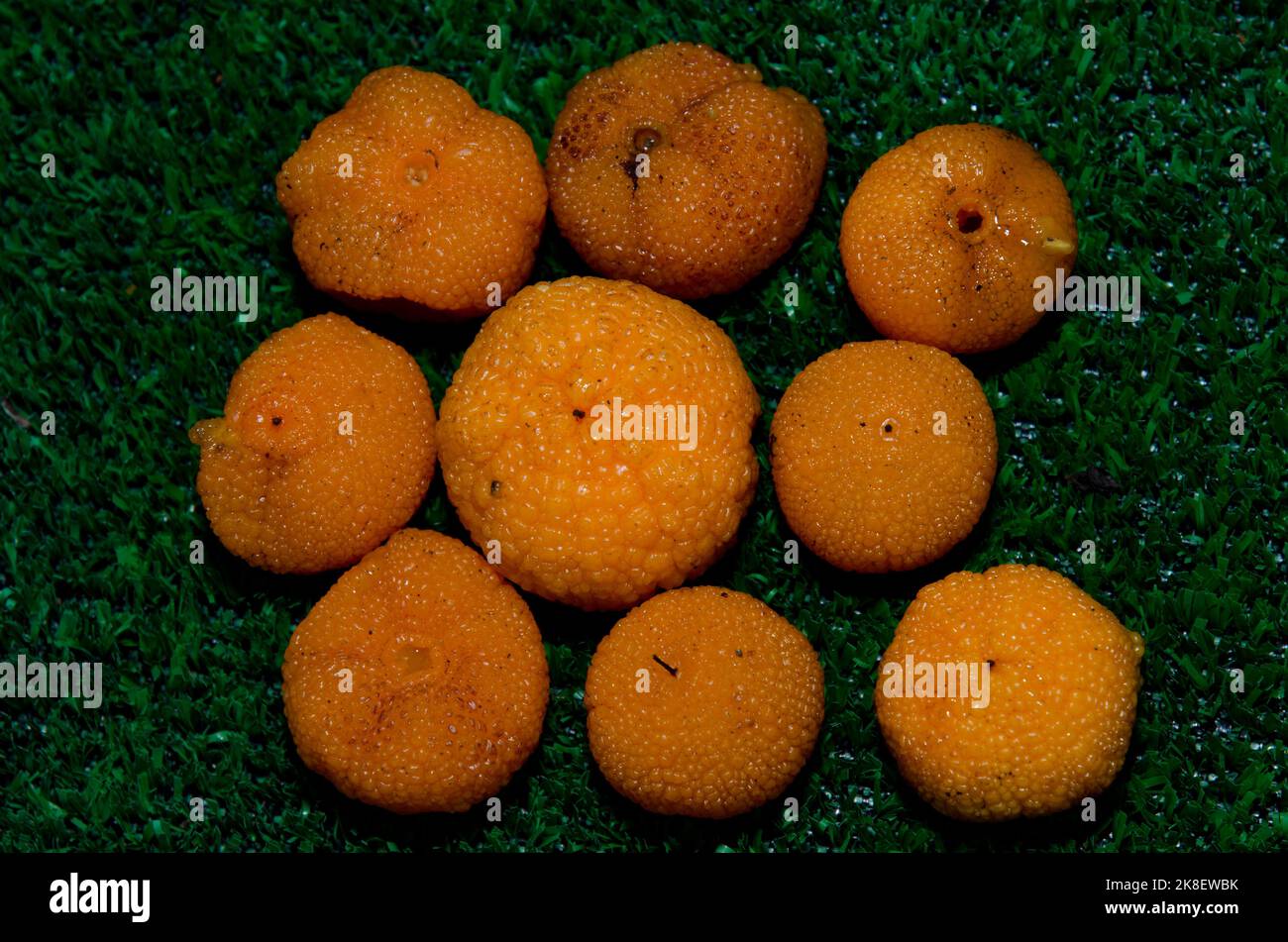 Fruits of Arbutus canariensis. El Madronal. Santa Brigida. Gran Canaria ...