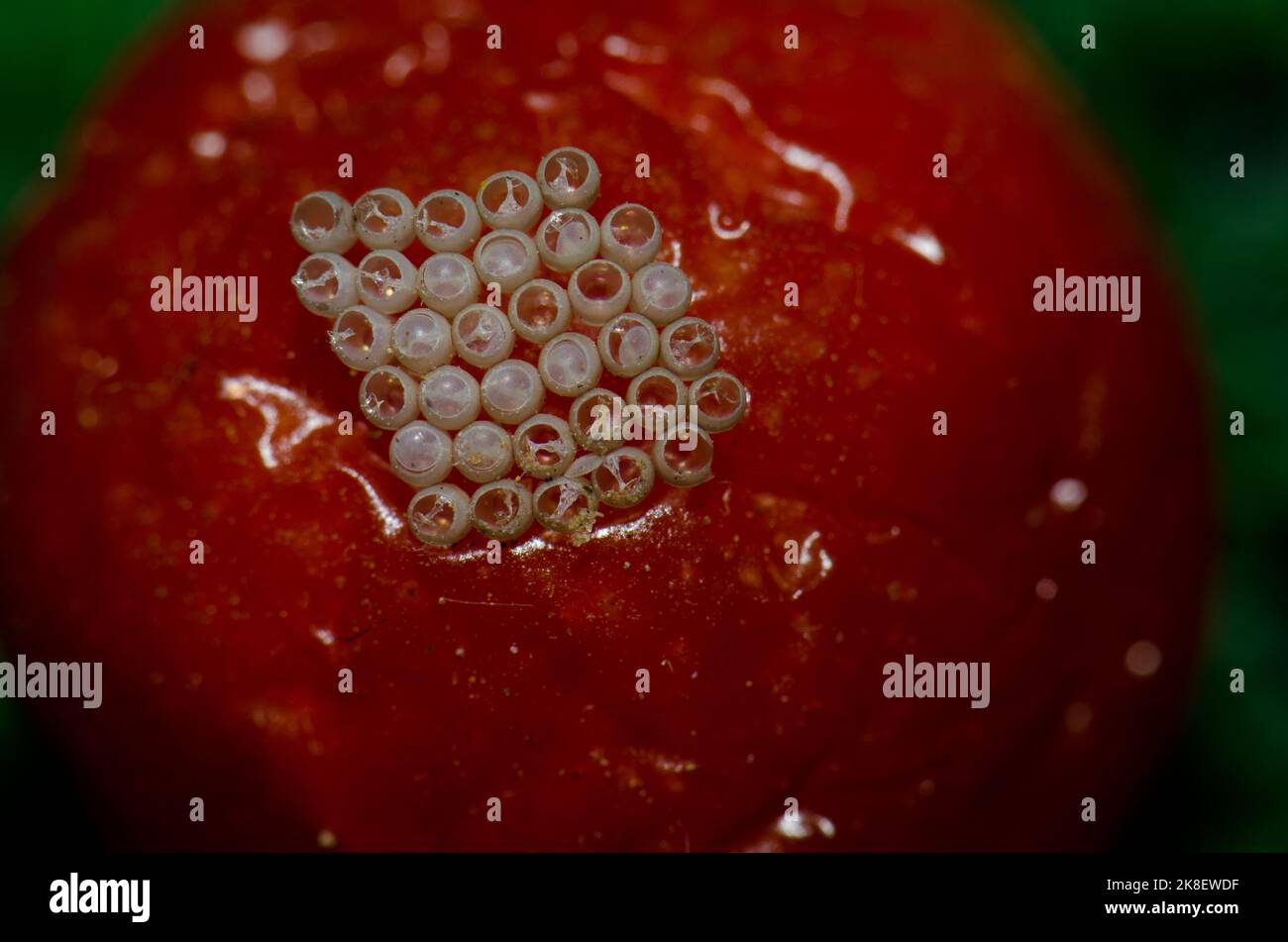 Eggs of southern green stink bug Nezara viridula on a cherry tomato ...