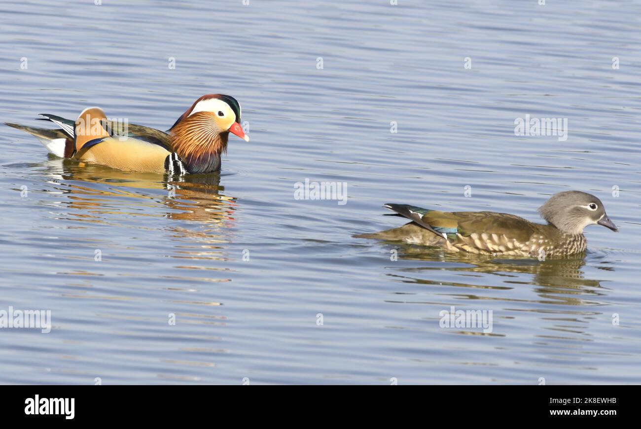A gaudy male mandarin duck (Aix galericulata) paddles behind a female ...