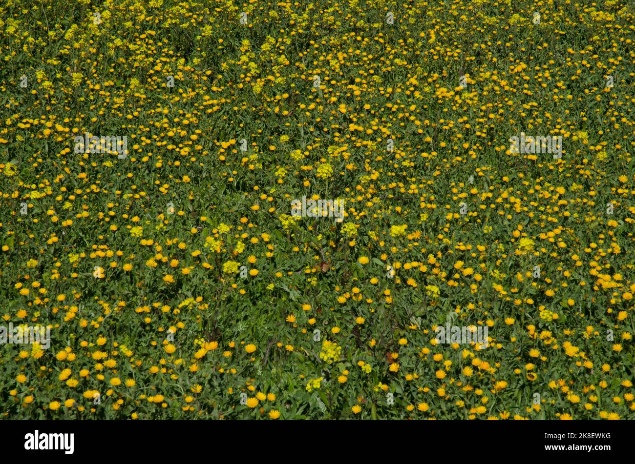 Inflorescences field mustard hi-res stock photography and images - Alamy