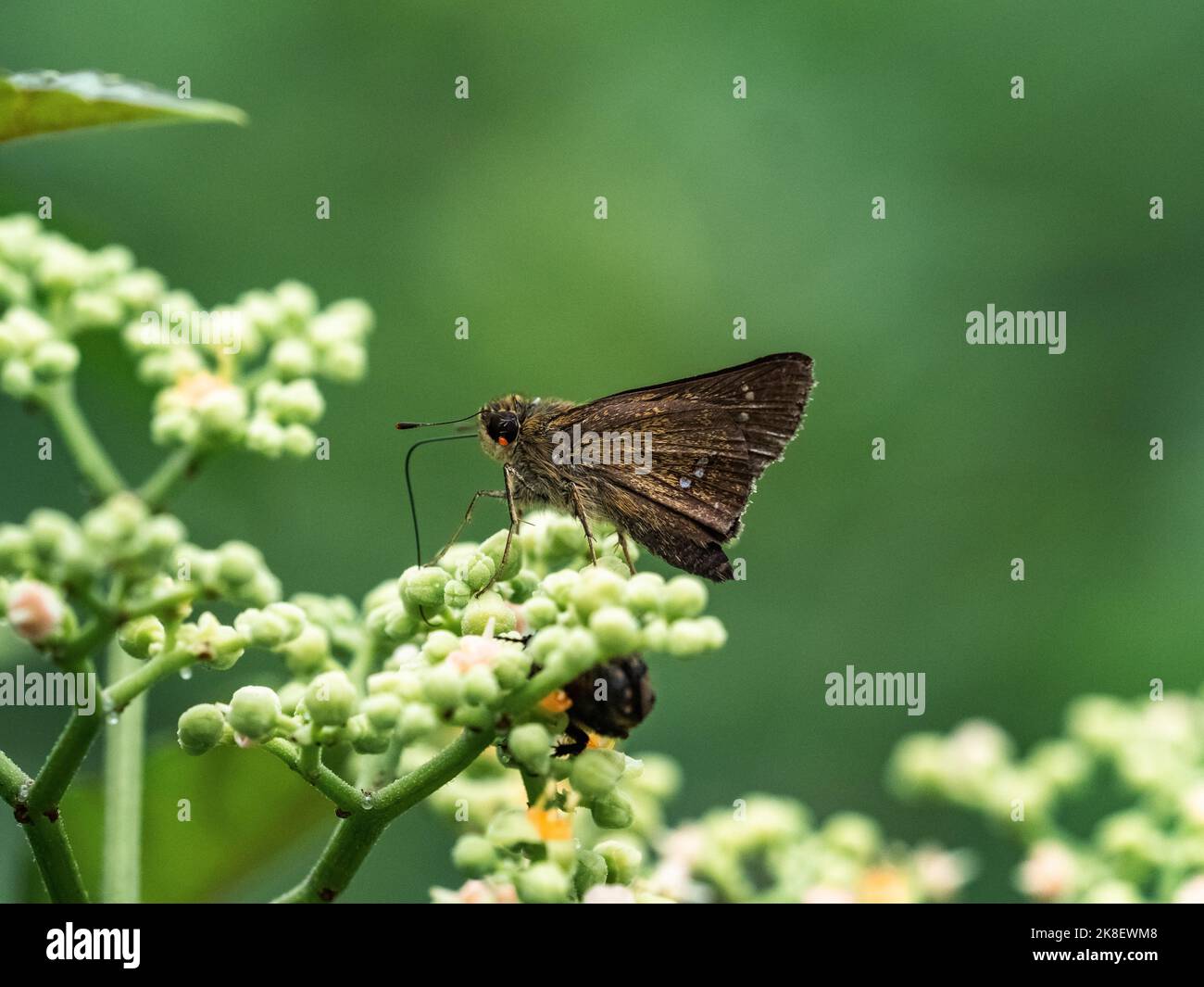 Common Straight Swift butterfly, Parnara guttata, on small bushkiller ...