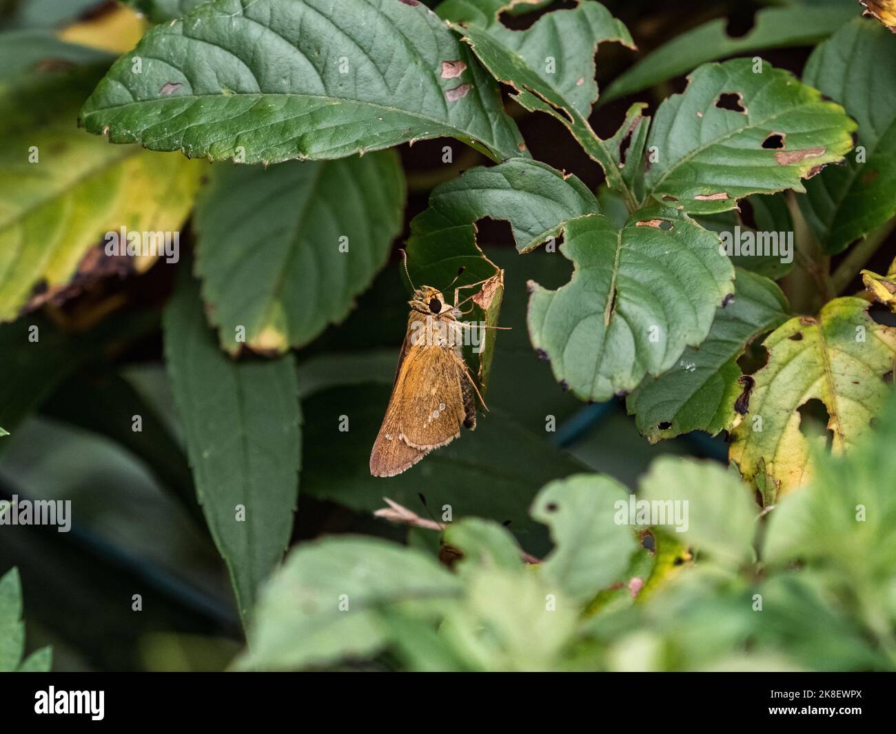 Common Straight Swift butterfly, Parnara guttata, rests on leaves on a ...