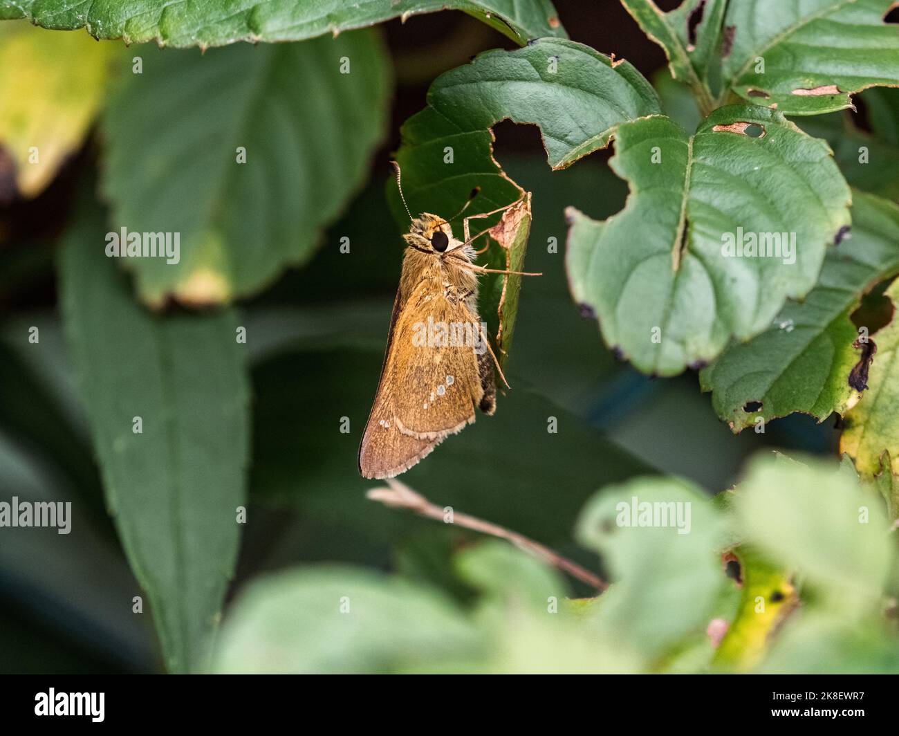 Common Straight Swift butterfly, Parnara guttata, rests on leaves on a ...