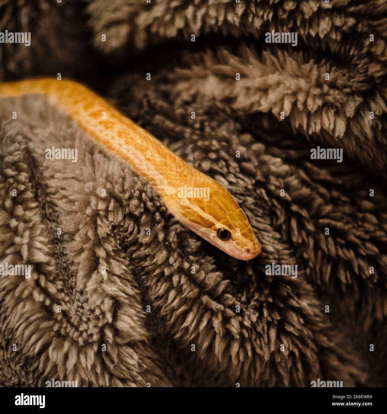 African House Snake Stock Photo - Alamy