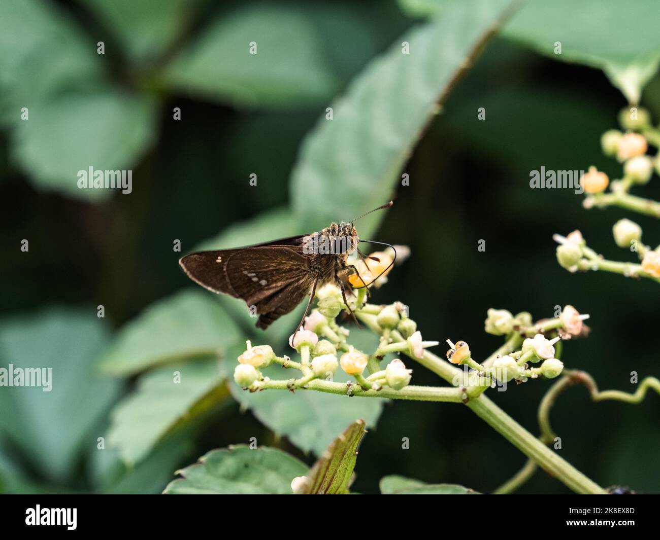 Common Straight Swift butterfly, Parnara guttata, on small bushkiller ...