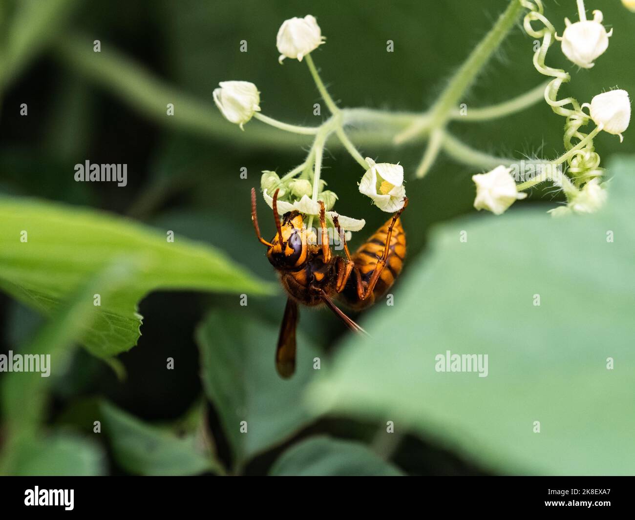 A Japanese yellow hornet, vespa simillima ssp. xanthoptera, on small ...