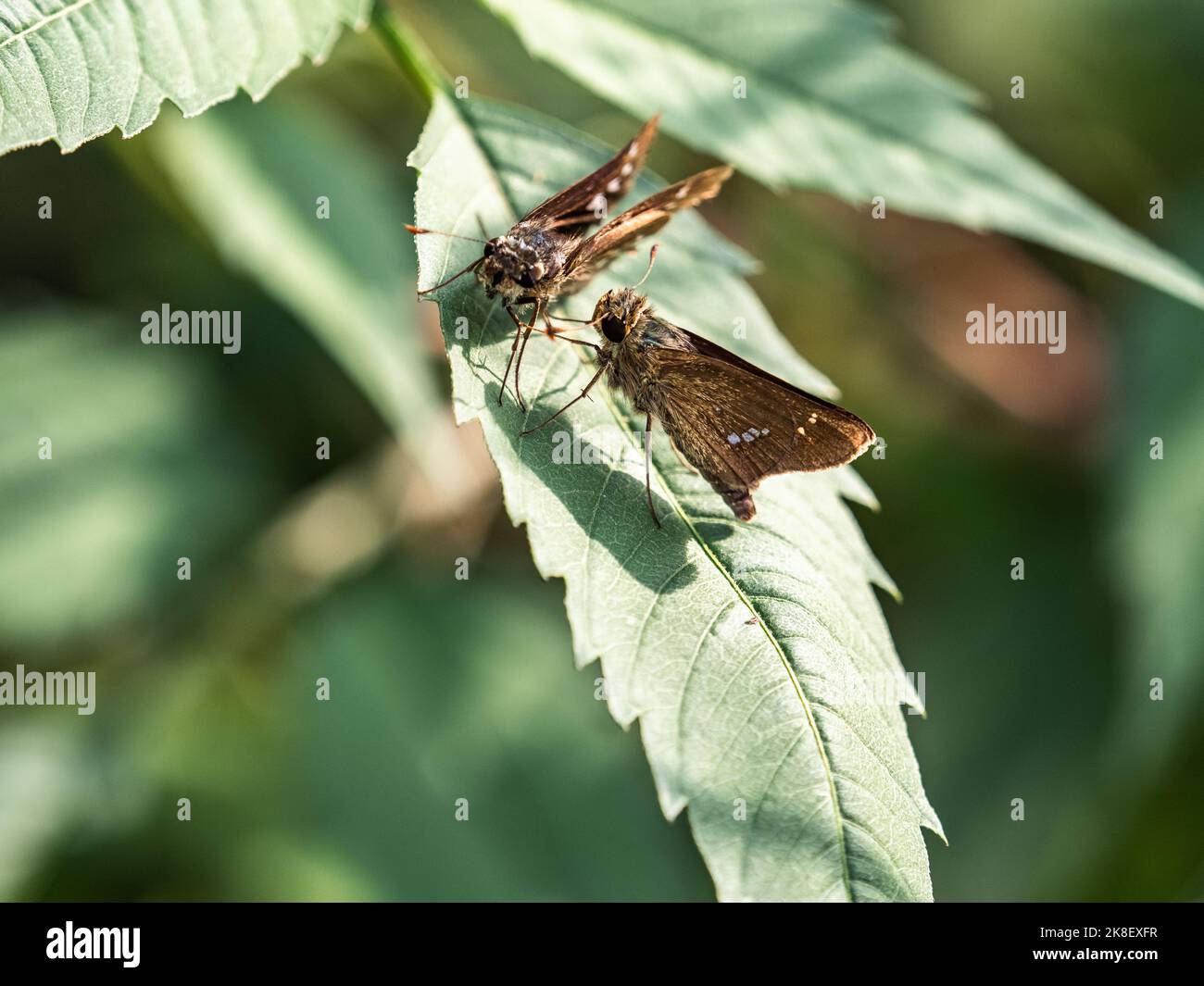 A pair of common straight swift butterfly, Parnara guttata, sitting on ...