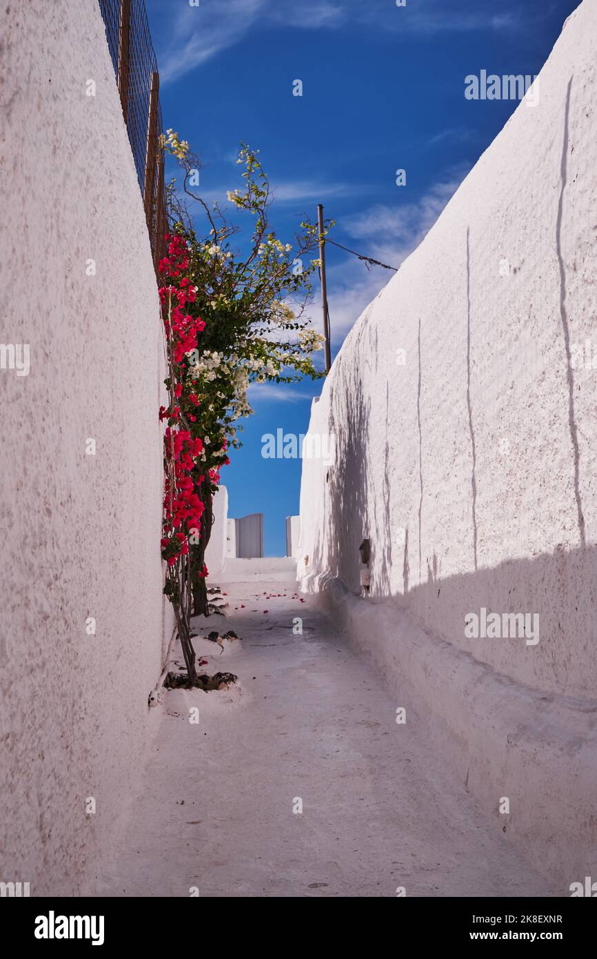 Small Alley with Bougainvillea Flowers in Imerovigli Village in ...