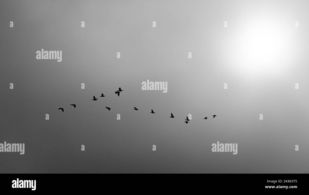 Flocks of greylag geese assembling for their seasonal migration on a ...