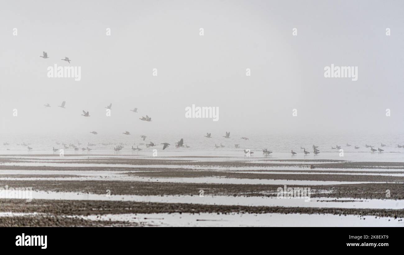 Seasonal migration hi-res stock photography and images - Alamy
