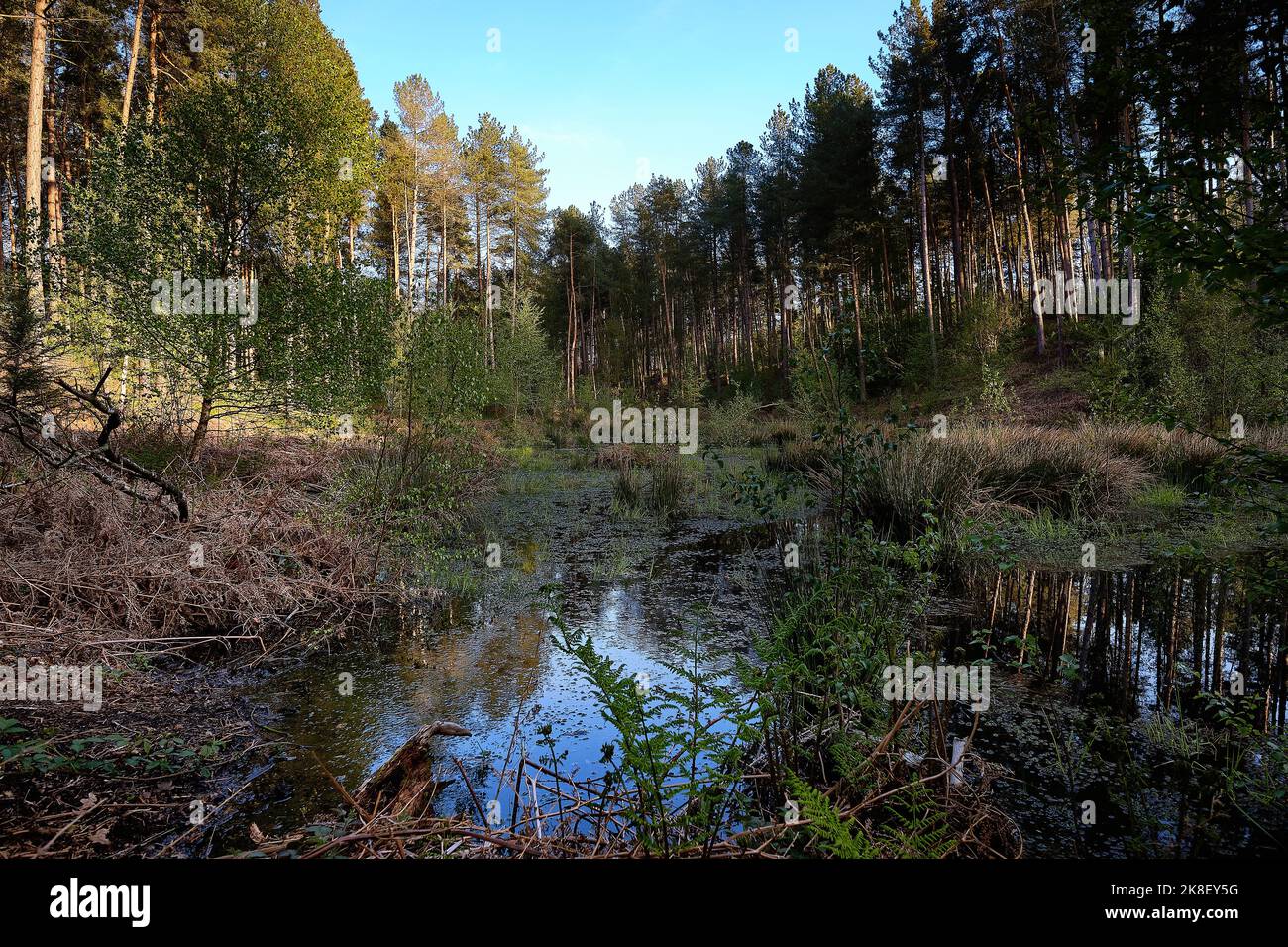 Delamere Forest in Cheshire locations and views Stock Photo - Alamy