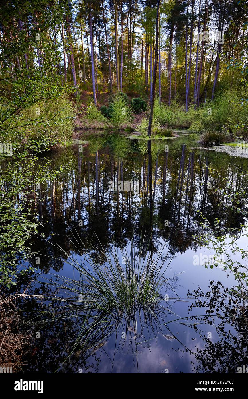 Delamere Forest in Cheshire locations and views Stock Photo - Alamy