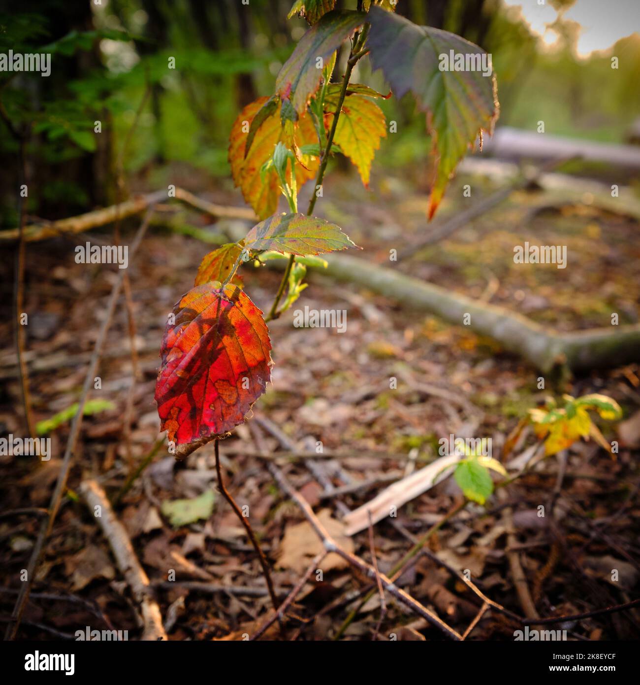 Delamere Forest in Cheshire locations and views Stock Photo - Alamy