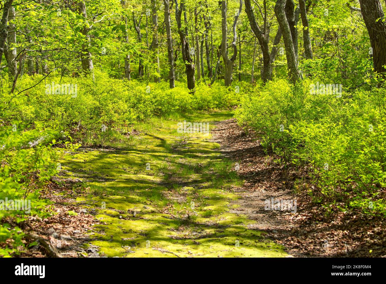 A moss covered walking path in the felix neck wildlife reserve in ...