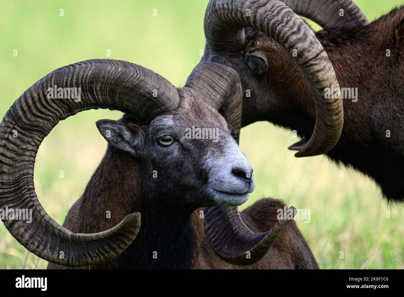 Mouflons are crowded in the pasture Stock Photo - Alamy