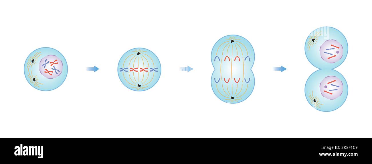 Scientific Designing of Mitosis Phases (Cell Division). Colorful Symbols. Vector Illustration ...