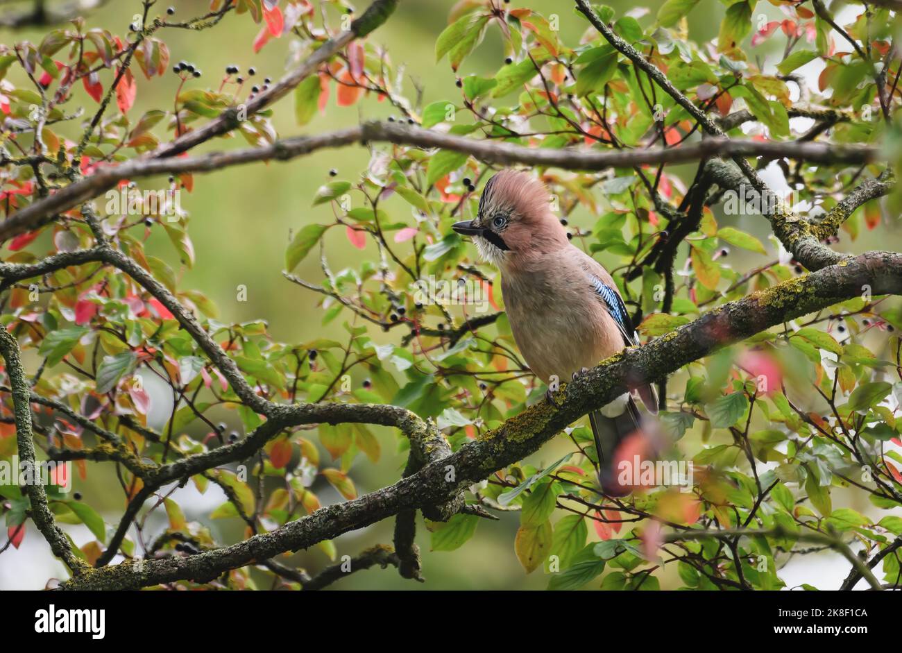A baby jay sits in a perch on a tree Stock Photo - Alamy