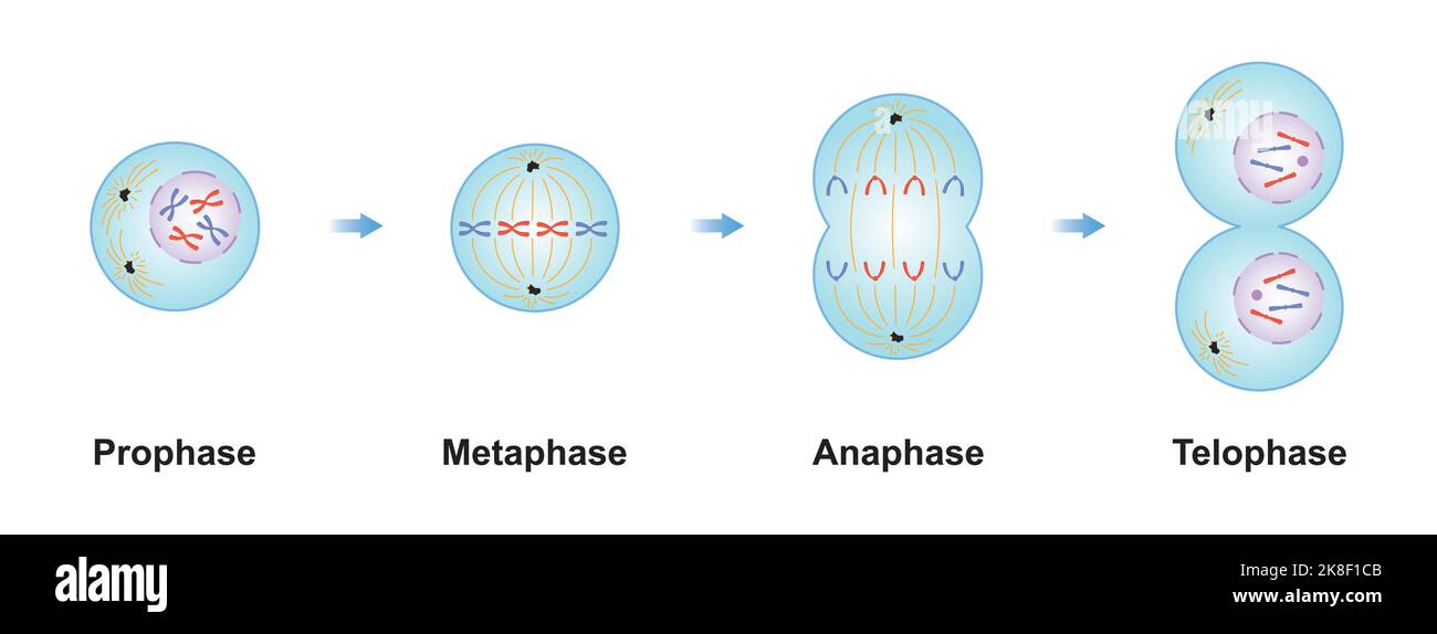 Scientific Designing of Mitosis Phases (Cell Division). Colorful Symbols. Vector Illustration ...
