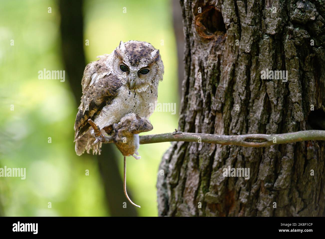 The Indian scops owl (Otus bakkamoena Stock Photo - Alamy