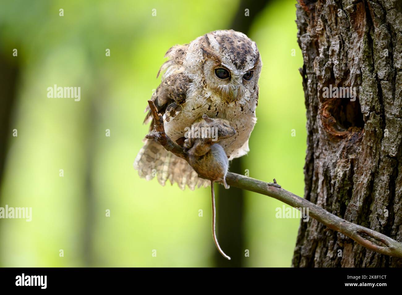 Indian scops owl hi-res stock photography and images - Alamy