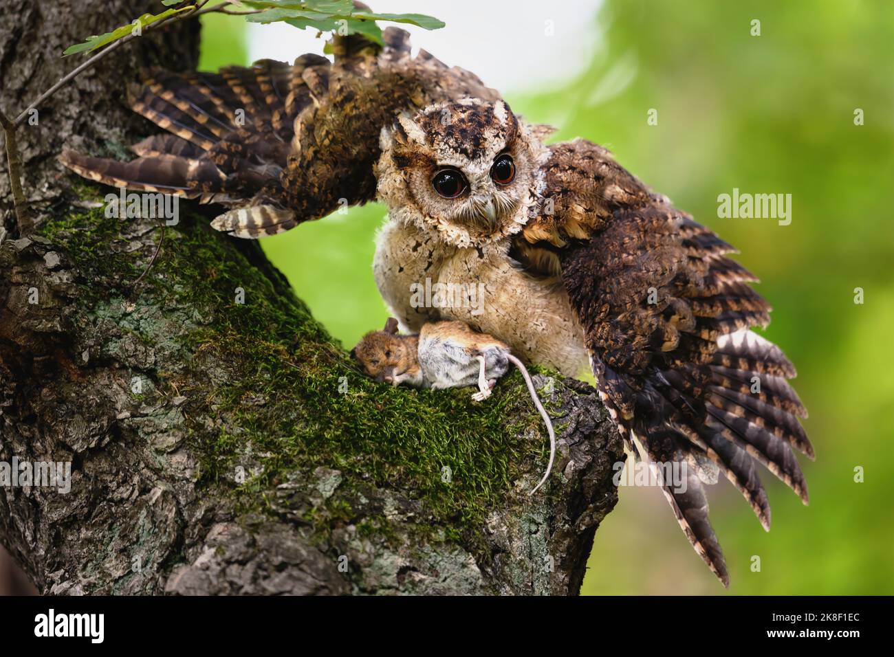 The Indian scops owl (Otus bakkamoena Stock Photo - Alamy