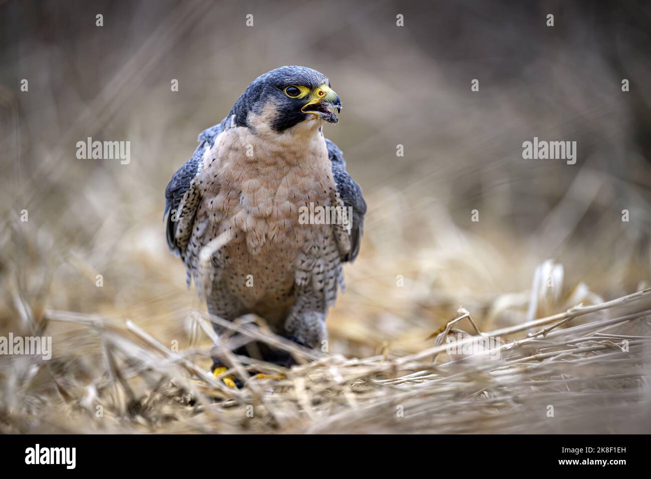 The falcon caught food and landed Stock Photo - Alamy