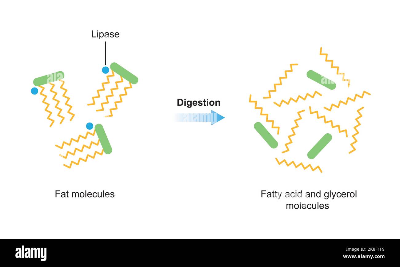 Scientific Designing of Fat Molecules Digestion. Lipase Enzyme Effect ... Scientific Designing of Fat Molecules Digestion. Lipase Enzyme Effect ...